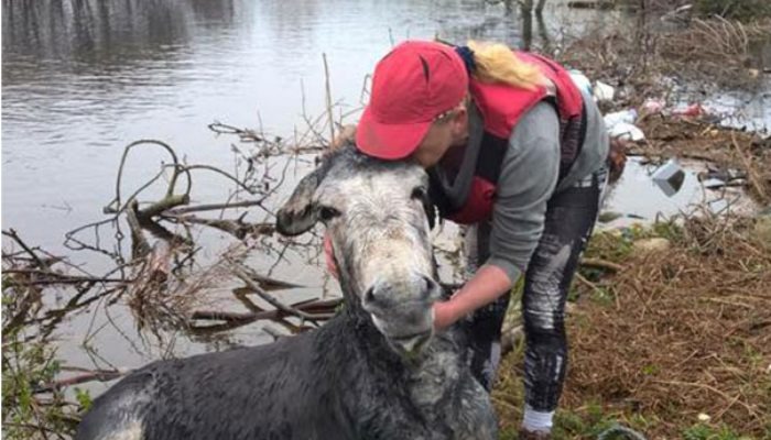 Kind volunteers made a strategy to save the donkey from the flood