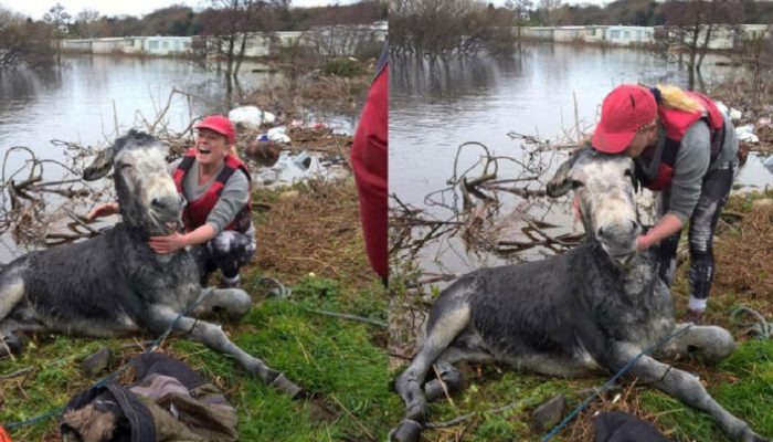 Kind volunteers made a strategy to save the donkey from the flood