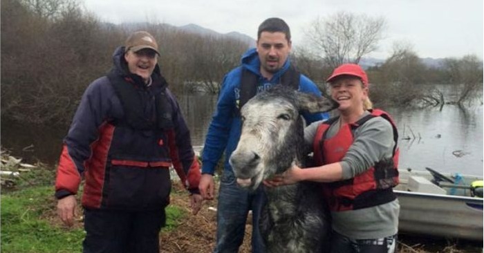 Kind volunteers made a strategy to save the donkey from the flood