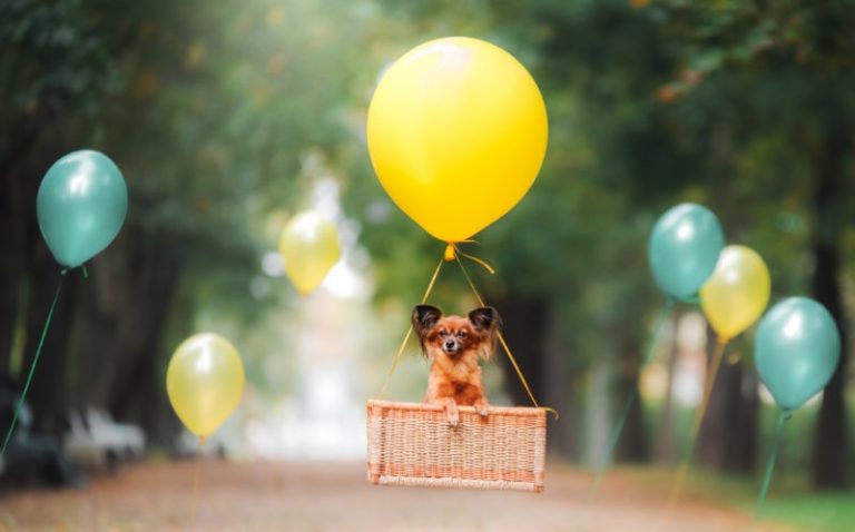 The photographer took amazing photos where the dogs seem to be flying ...