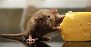 Forget the Cartoons: Scientists Reveal What Mice Actually Prefer Over ...