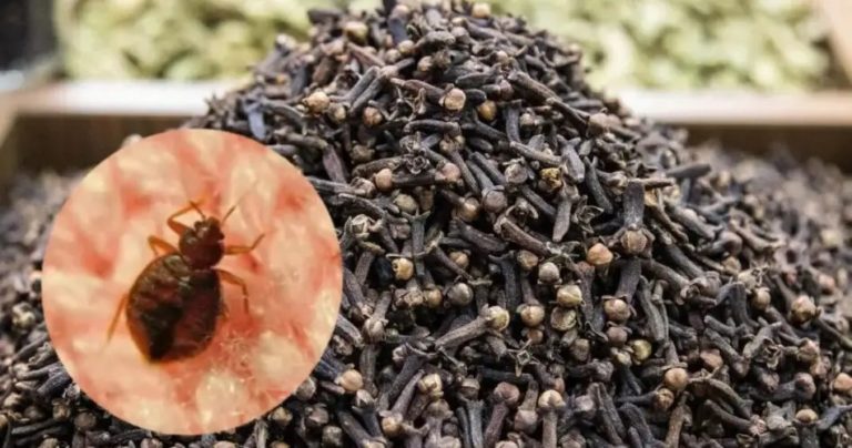 Say Goodbye to Bed Bugs: This DIY Clove Remedy Could Be the Natural ...