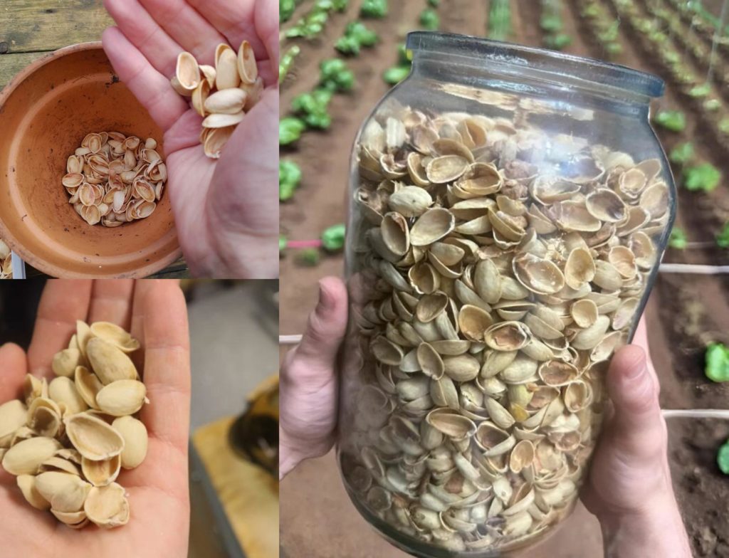 Why Does She Keep Pistachio Shells in a Jar? The Answer Totally ...