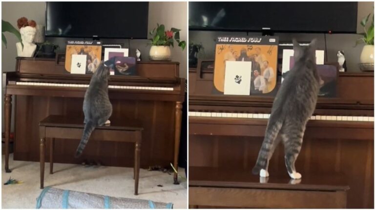 A Piano-Playing Cat? This Viral Clip Has Already Collected Millions of ...